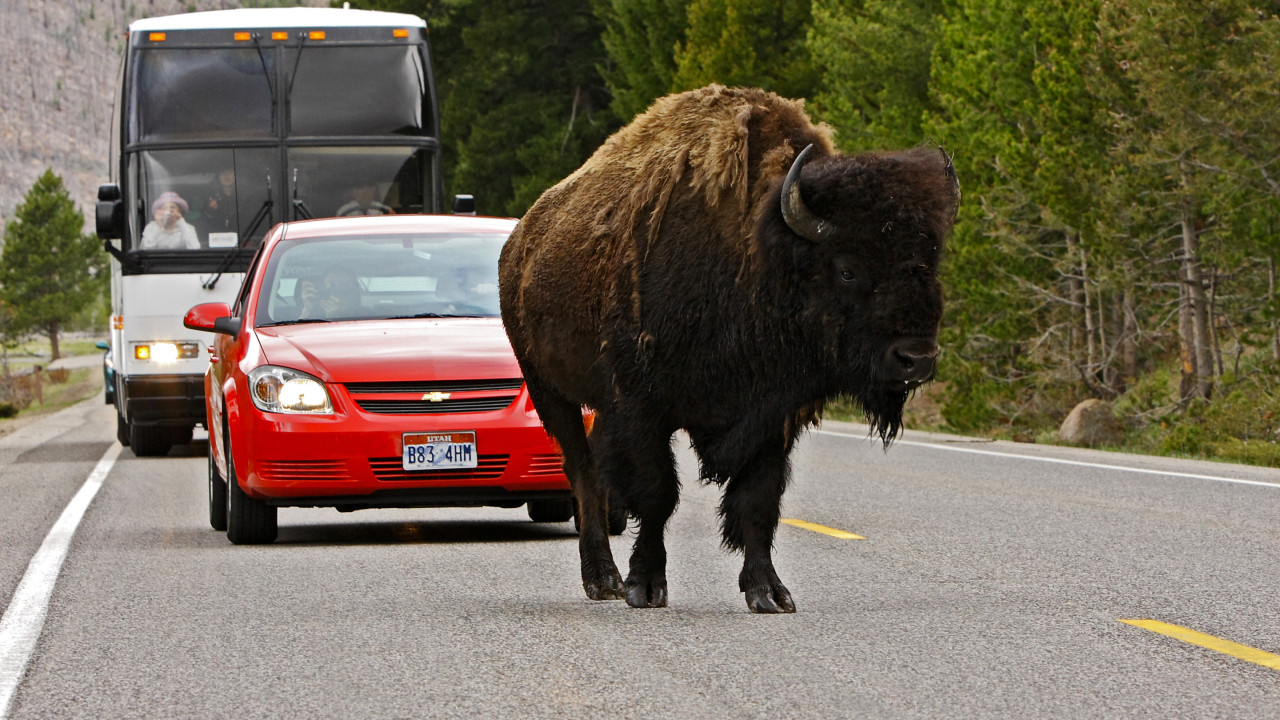 Great American Roundup - Le Beau Reizen